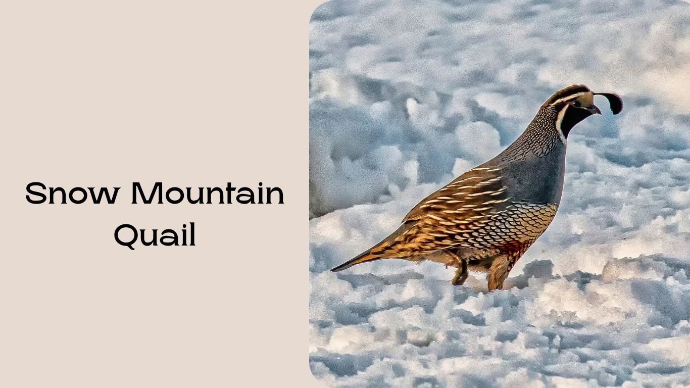 20 Types of Quail: Identification with Name & Pictures