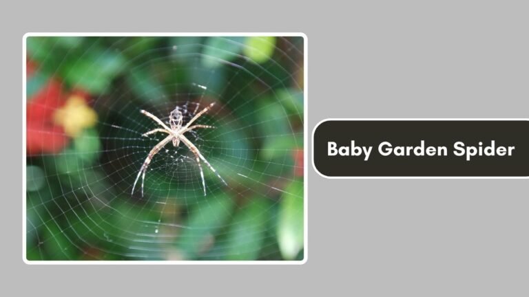 14 Types of Garden Spiders: Identification with Images