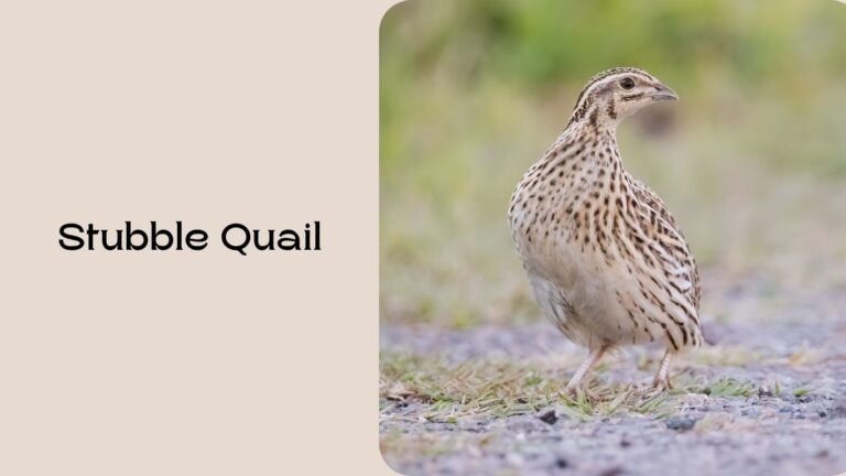 20 Types of Quail: Identification with Name & Pictures