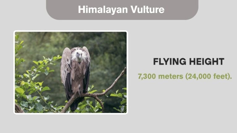 16 Highest-Flying Birds in the World: ID and Images