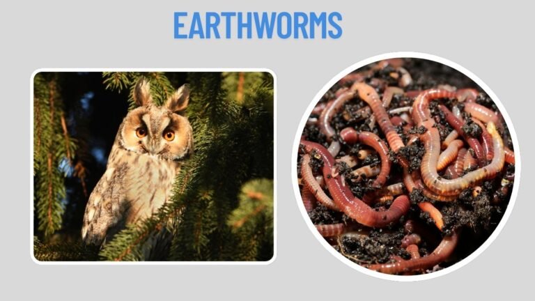 Owls Diet : 20 Animals Owls Love to Hunt and Eat