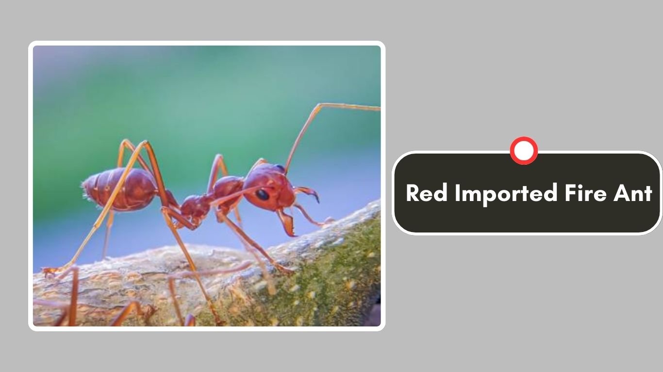 26 Common Types of Ants: Identification With Pictures