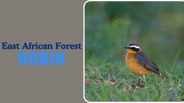 32 Types of Robin Birds: Identification with Pictures