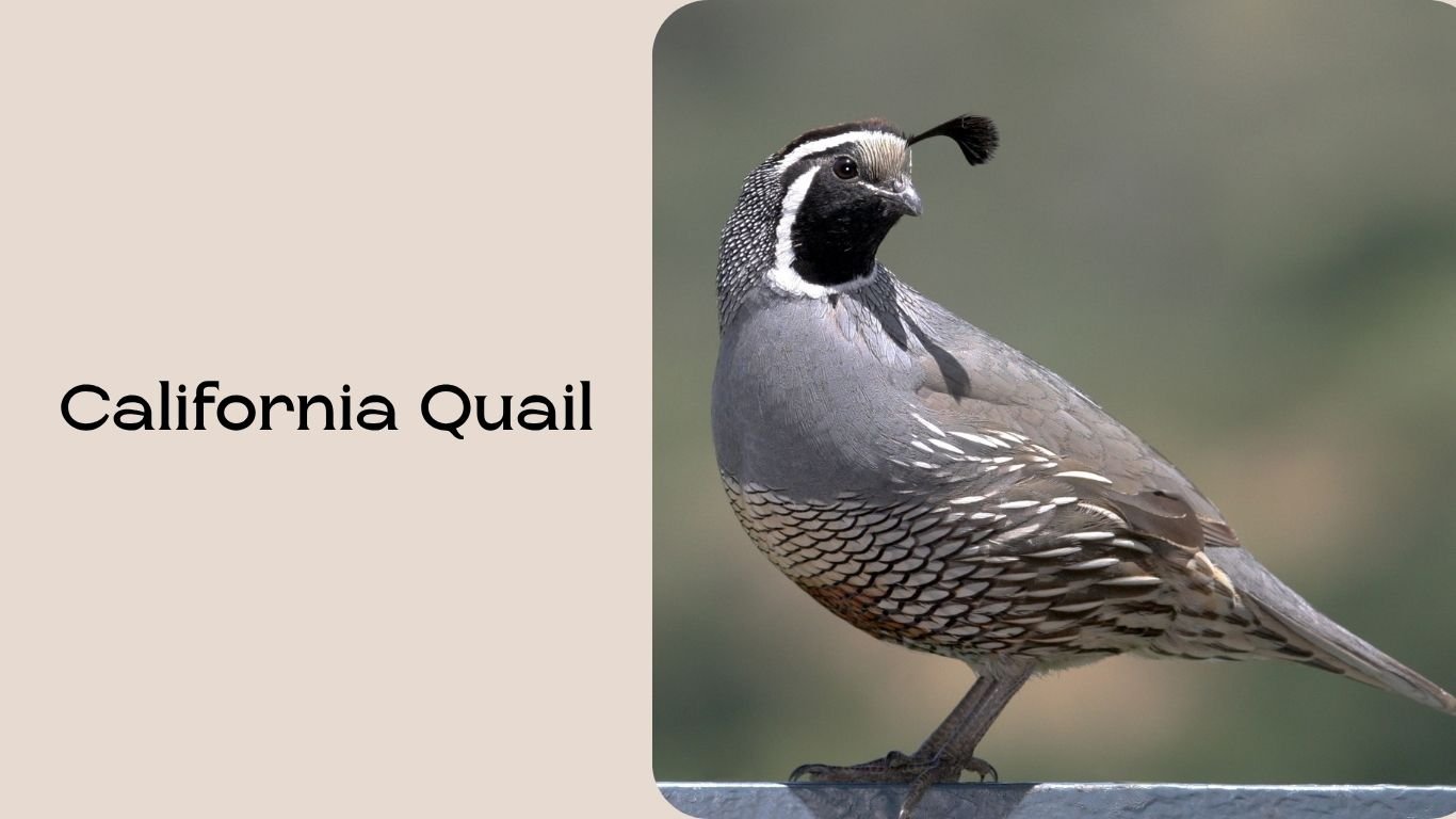 20 Types of Quail: Identification with Name & Pictures