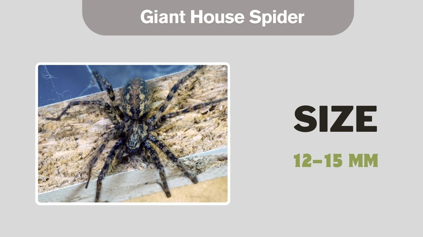 12 Biggest Spiders in the UK: Identify by Images and Size