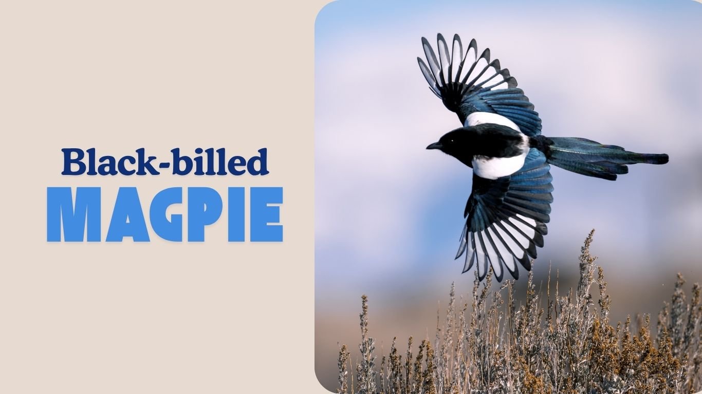 15 Types of Magpies: Identification with Pictures & Region