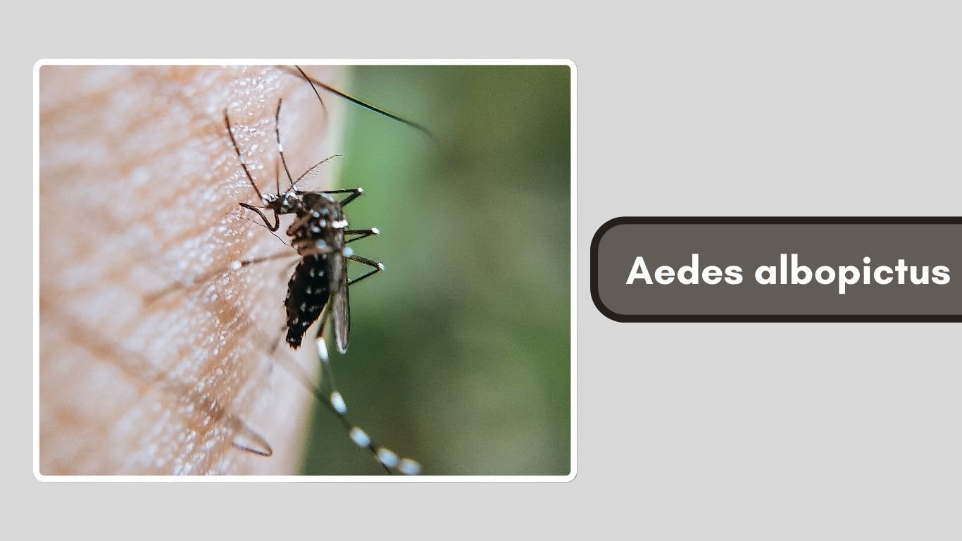 21 Common Types of Mosquitoes: Identification With Pictures