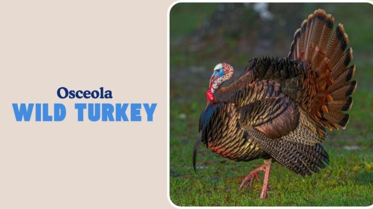20 Types of Turkey Birds: Identification Chart With Pictures
