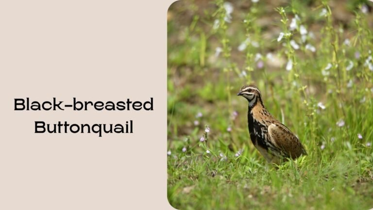 20 Types of Quail: Identification with Name & Pictures