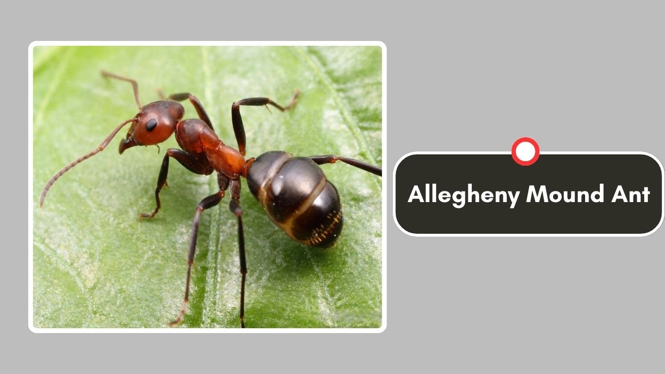 26 Common Types of Ants: Identification With Pictures