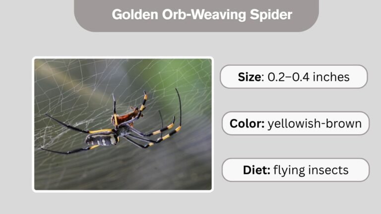 21 Types of Spiders Found in Australia: Identification & Range