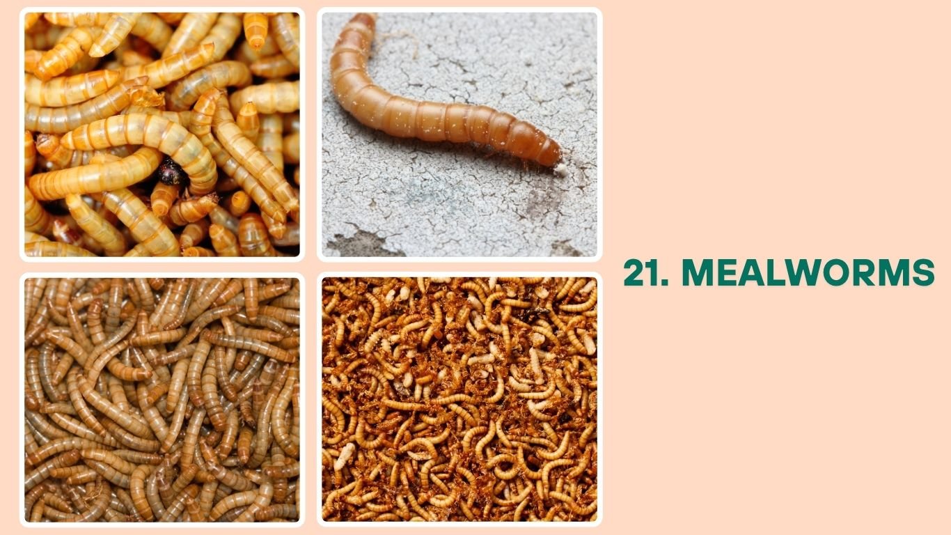 What Do Magpies Eat? 25 Foods They Love Eat