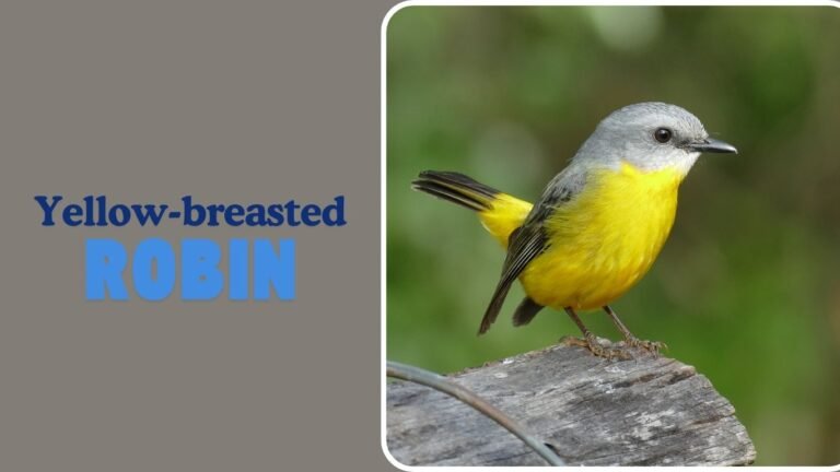32 Types of Robin Birds: Identification with Pictures