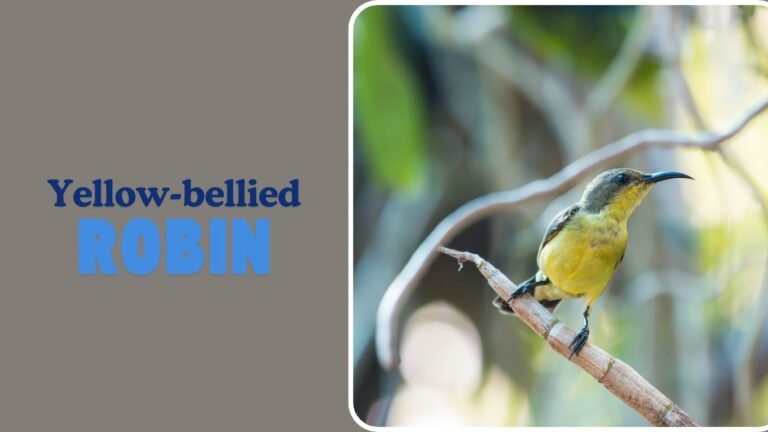 32 Types of Robin Birds: Identification with Pictures