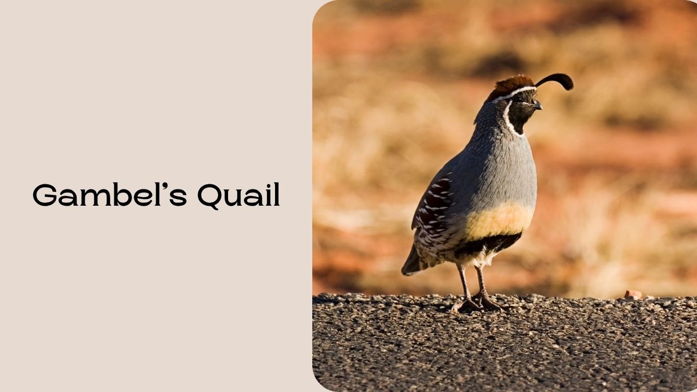 20 Types of Quail: Identification with Name & Pictures