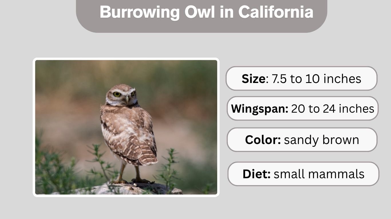 16 Types of Owls in California: Identification With Pictures