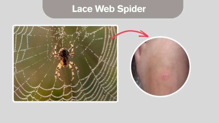 14 Types of Spider In UK That Bites: Identifying Species By Images