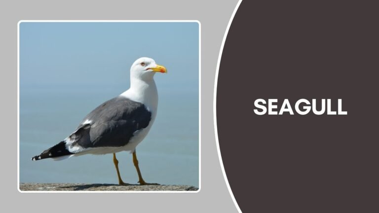 18 Types of Seabirds: Identification with Images & Habitat