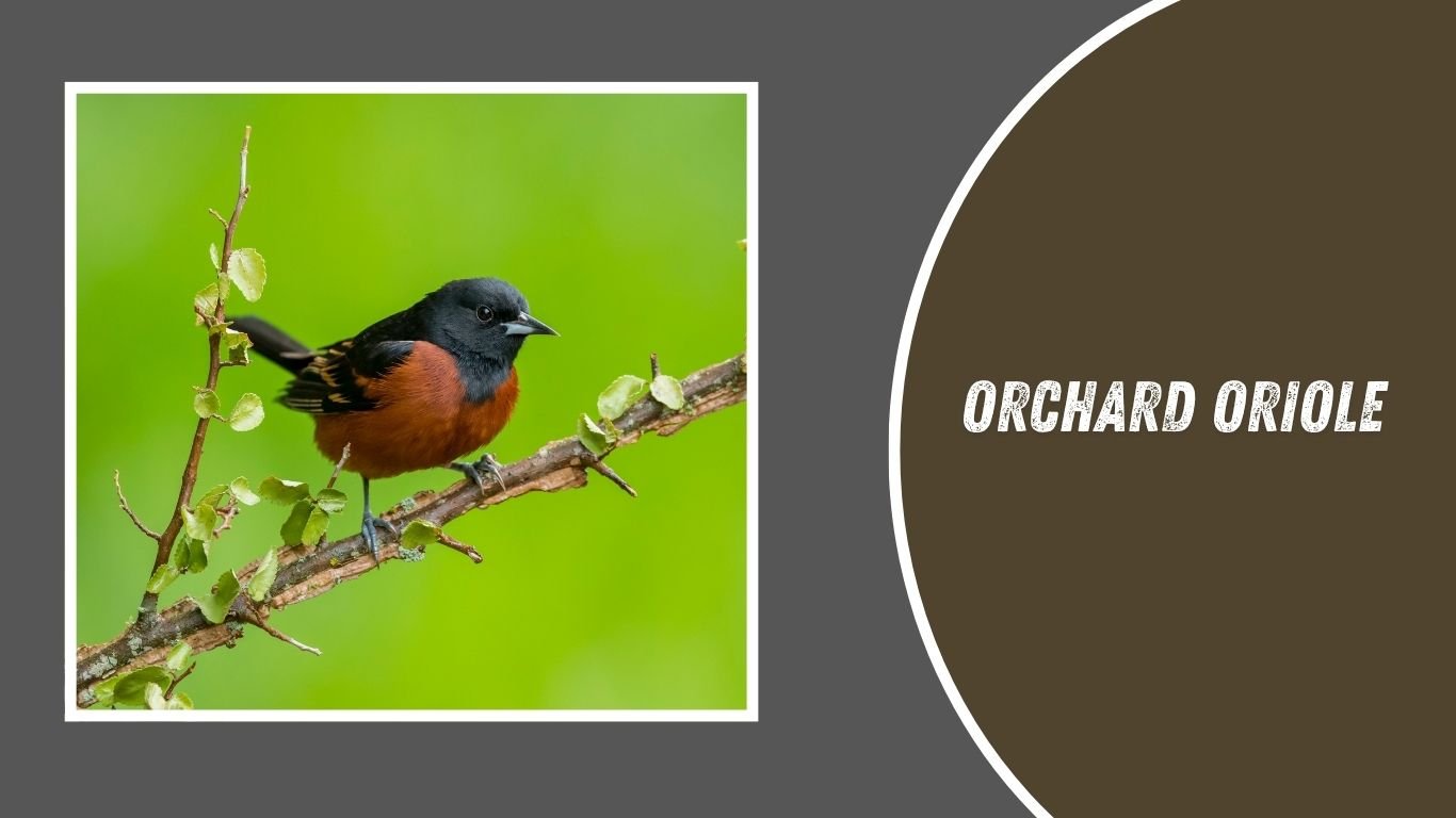 8 Types of Orioles in the U.S. Identification With Images