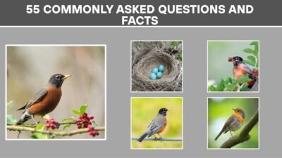 55 Commonly Asked Questions and Facts About the American Robin