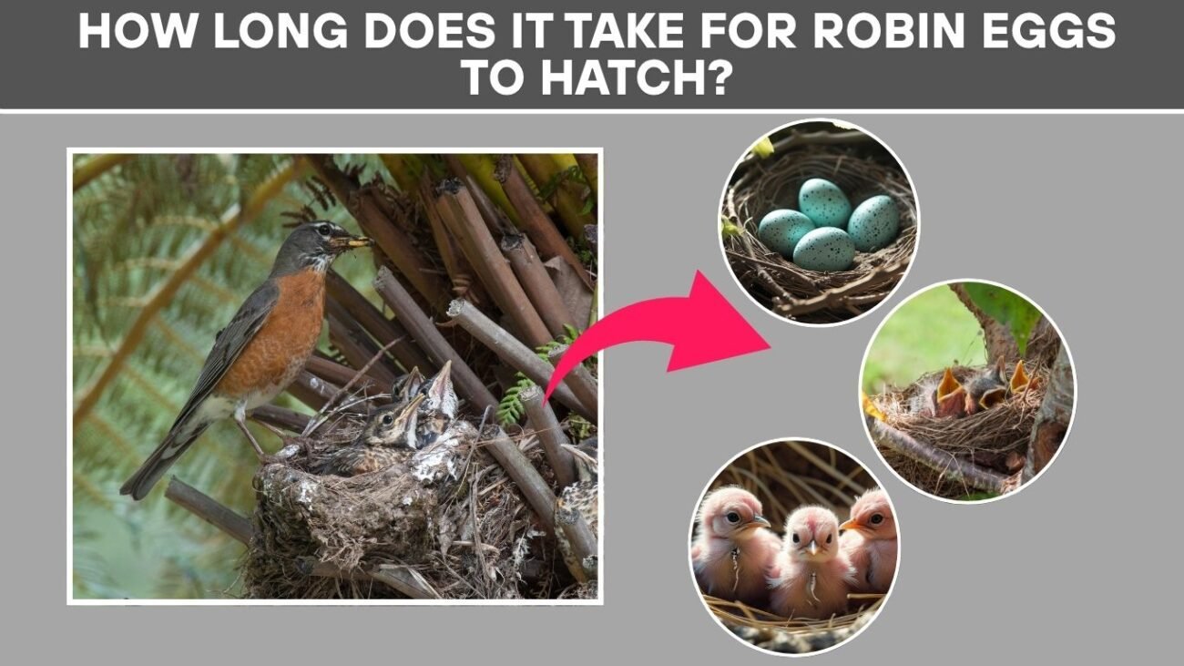 How Long Does It Take for Robin Eggs to Hatch? Full Timeline