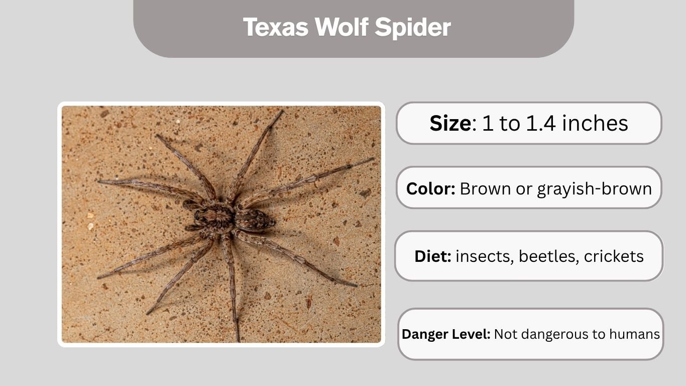 21 Types of Spiders in Texas: Identification, Size, & Danger