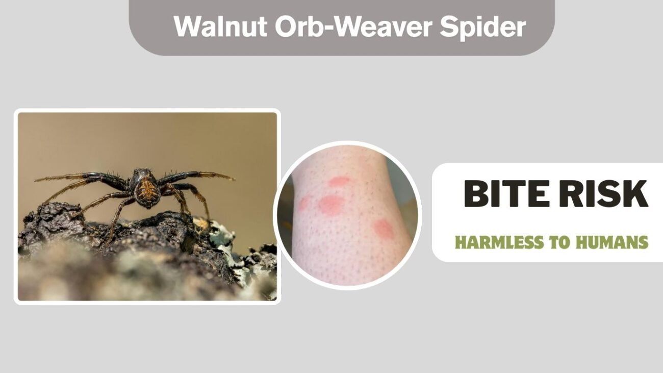 7 Poisonous Spiders in the UK: Identification and Bite Risk