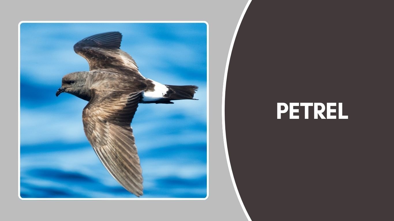 18 Types of Seabirds: Identification with Images & Habitat