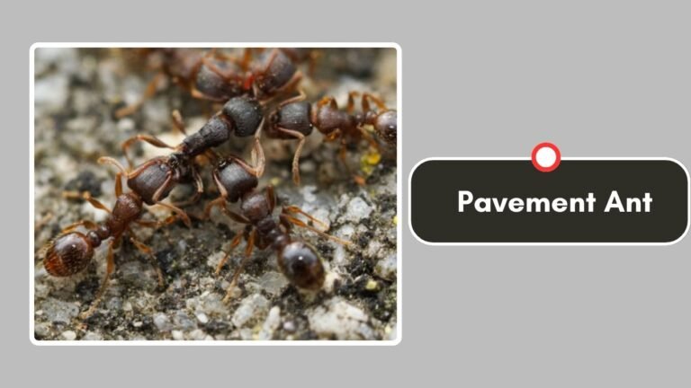 26 Common Types of Ants: Identification With Pictures