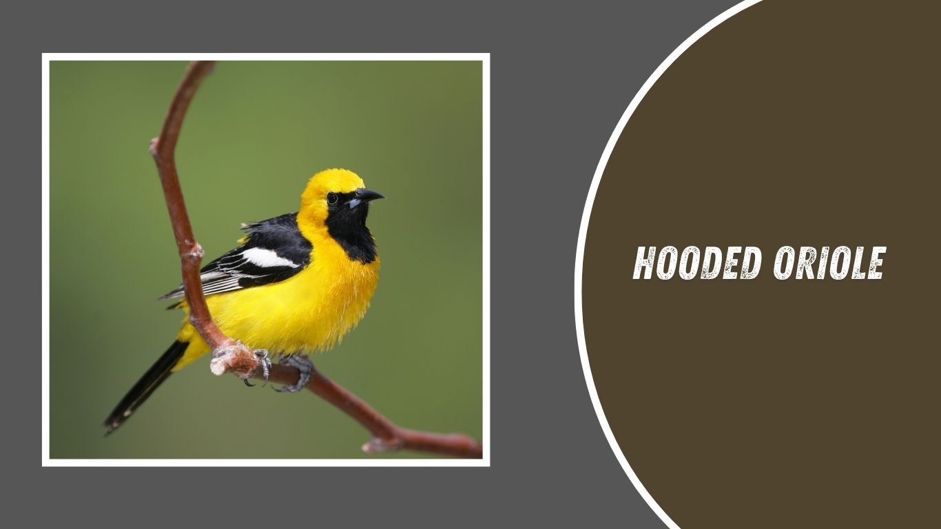 8 Types of Orioles in the U.S. Identification With Images