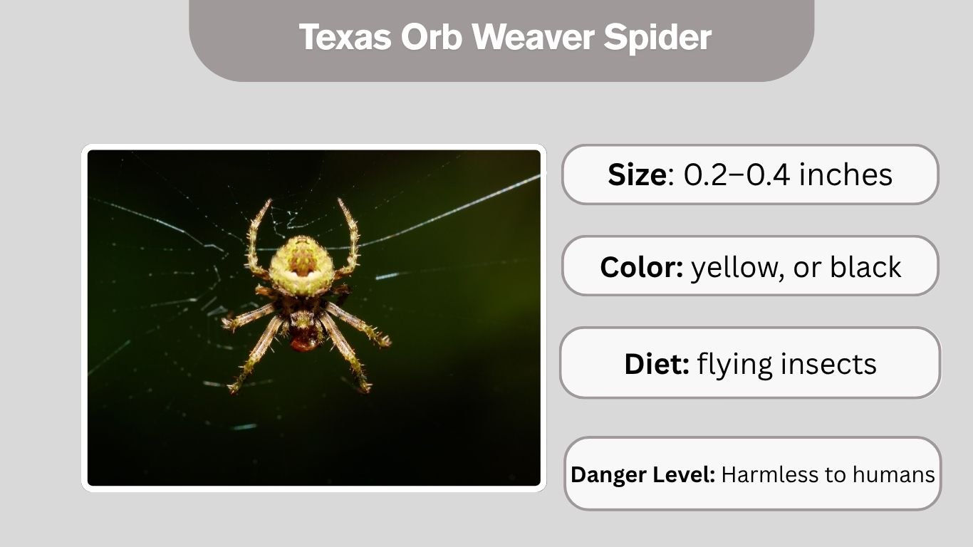 21 Types of Spiders in Texas: Identification, Size, & Danger