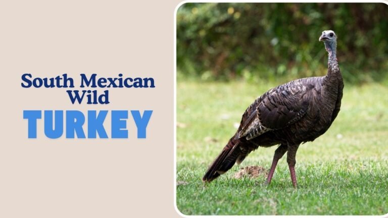 20 Types of Turkey Birds: Identification Chart With Pictures