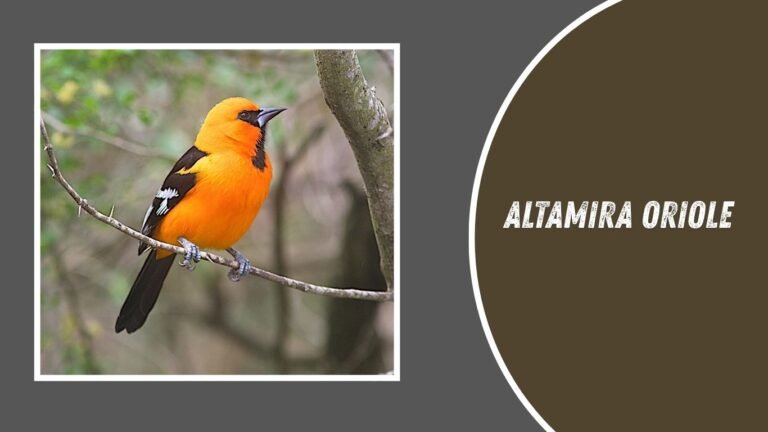 8 Types of Orioles in the U.S. Identification With Images