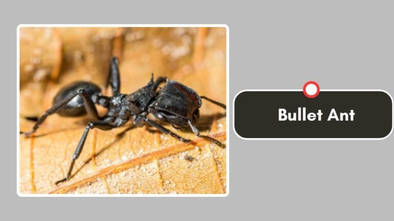 26 Common Types of Ants: Identification With Pictures