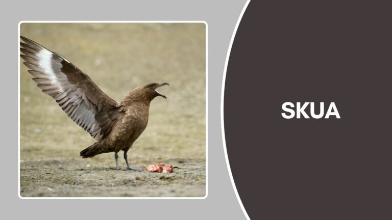 18 Types of Seabirds: Identification with Images & Habitat