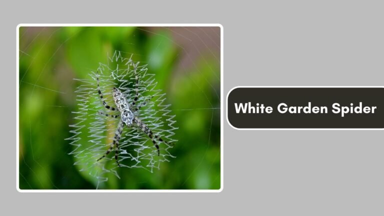 14 Types of Garden Spiders: Identification with Images