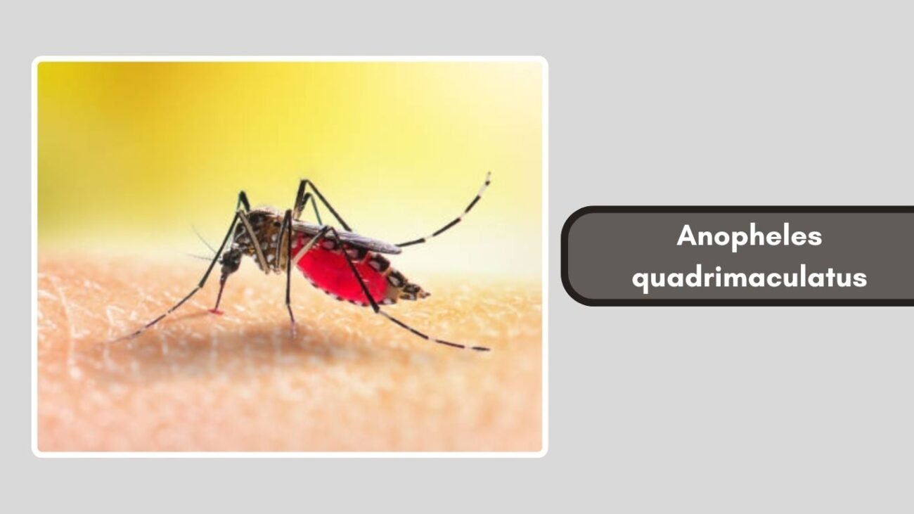 21 Common Types of Mosquitoes: Identification With Pictures