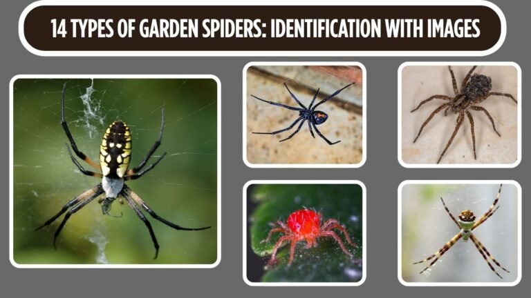 14 Types of Garden Spiders: Identification with Images