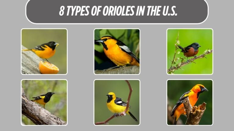 8 Types of Orioles in the U.S. Identification With Images