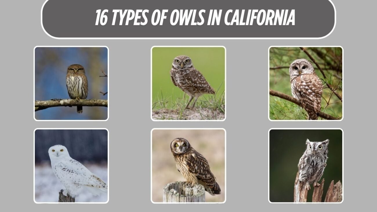 16 Types of Owls in California: Identification With Pictures