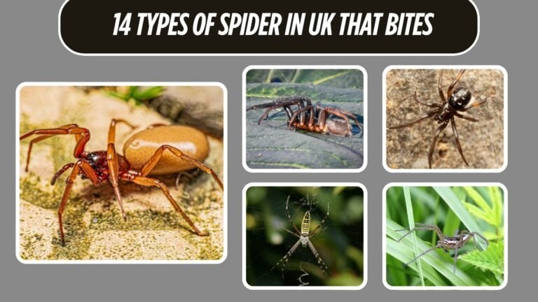 14 Types of Garden Spiders: Identification with Images
