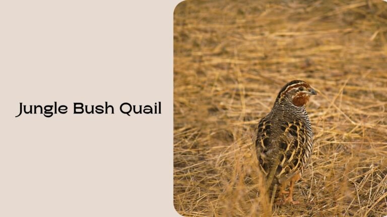 20 Types of Quail: Identification with Name & Pictures