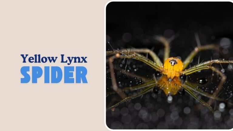 12 Types of Yellow Spiders: Names, Features & Behavior