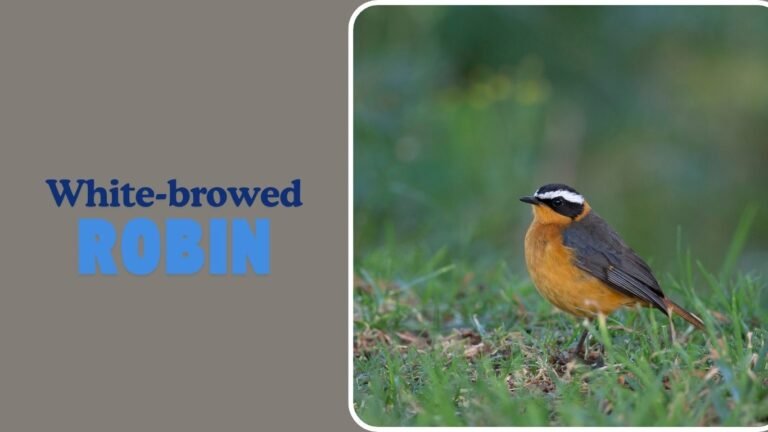 32 Types of Robin Birds: Identification with Pictures