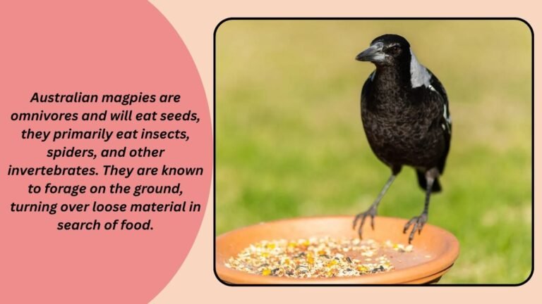40 FAQs and Facts About Australian Magpies You Need to Know