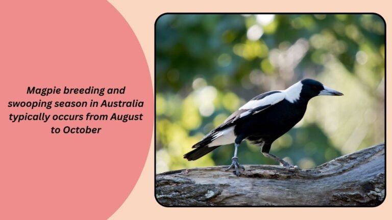 40 FAQs and Facts About Australian Magpies You Need to Know