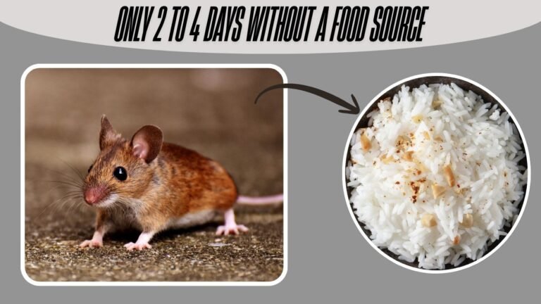 How Long Do House Mice Live? Lifespan Indoors, Outdoors, and in Captivity