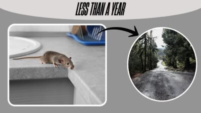How Long Do House Mice Live? Lifespan Indoors, Outdoors, and in Captivity