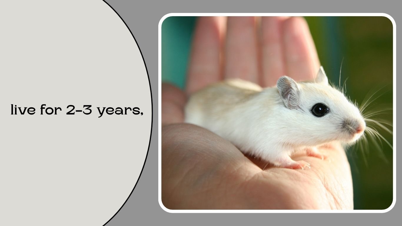 How Long Do House Mice Live? Lifespan Indoors, Outdoors, and in Captivity