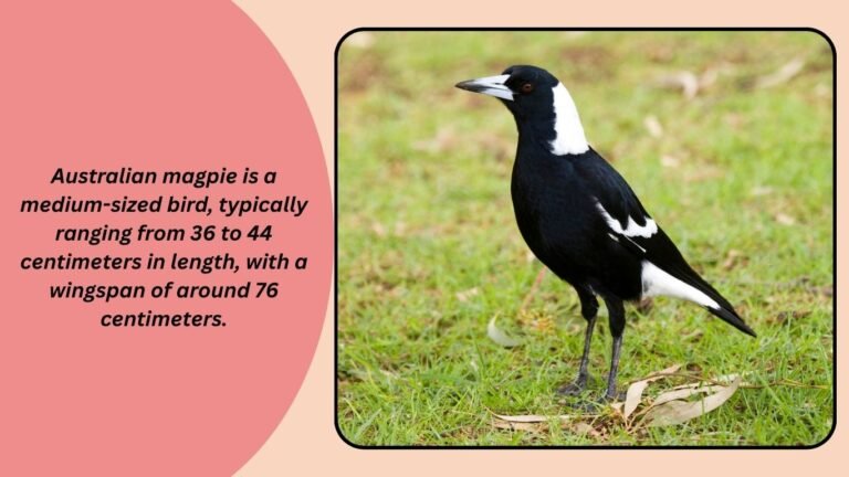 40 FAQs and Facts About Australian Magpies You Need to Know